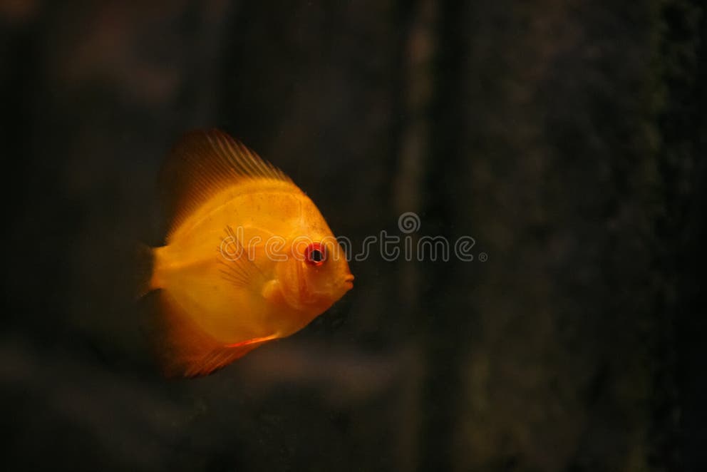 Orange Symphysodon discus stock photo. Image of animal - 23794328