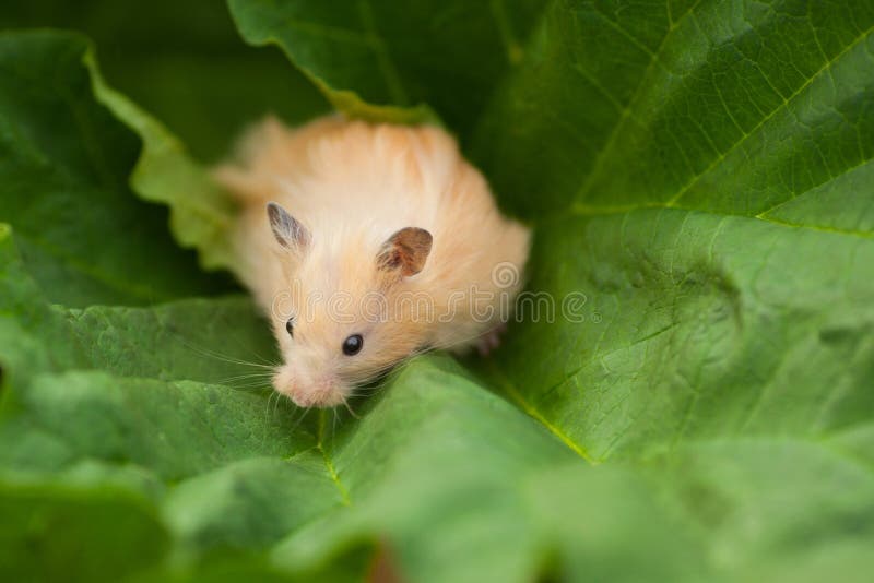 Orange Syrian Hamster in the Garden in the Spring Stock Image - Image ...