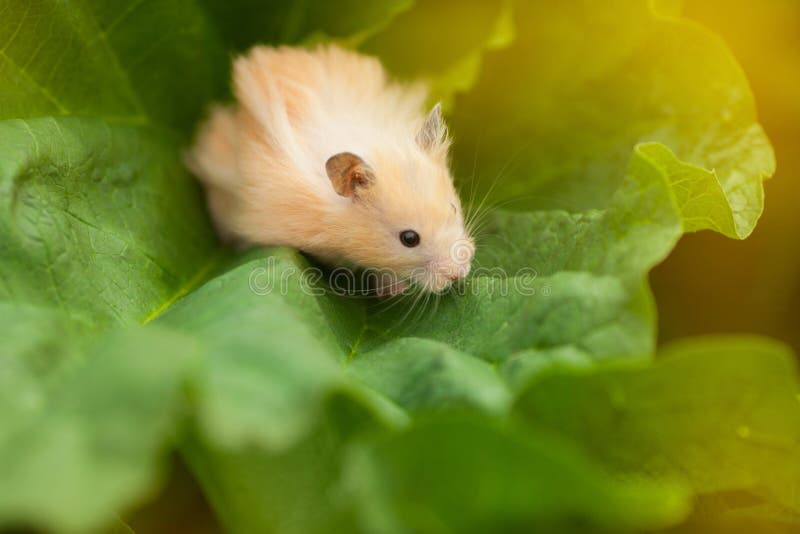 Orange Syrian Hamster in the Garden in the Spring Stock Image - Image ...