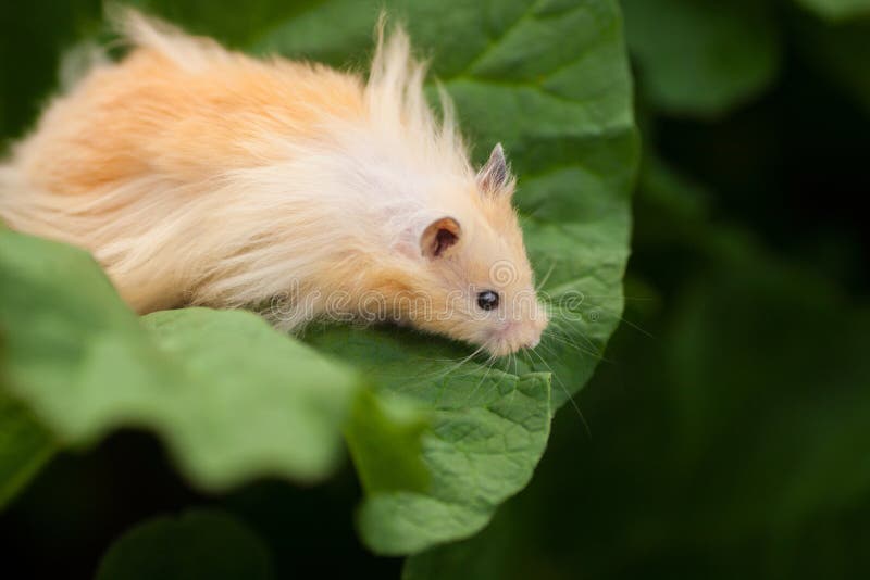 Orange Syrian Hamster in the Garden in the Spring Stock Image - Image ...