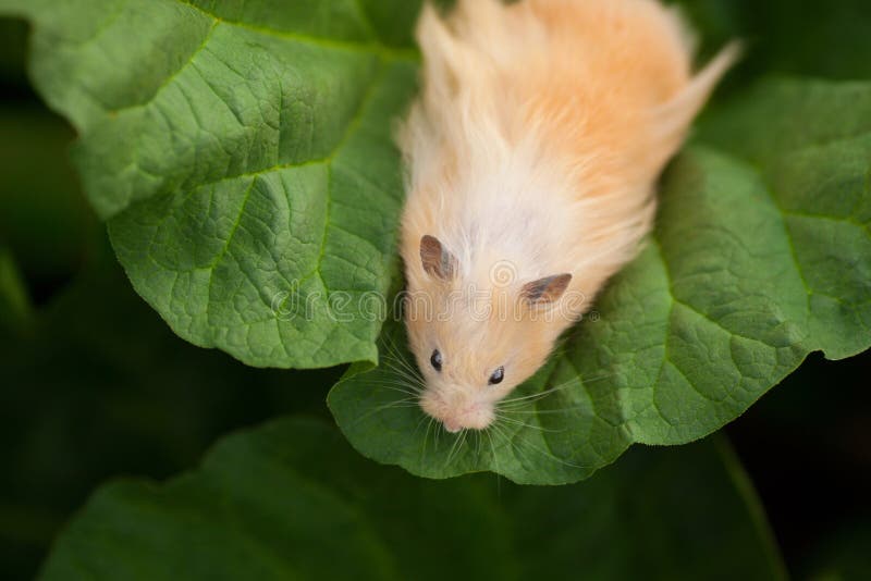 Orange Syrian Hamster in the Garden in the Spring Stock Photo - Image ...