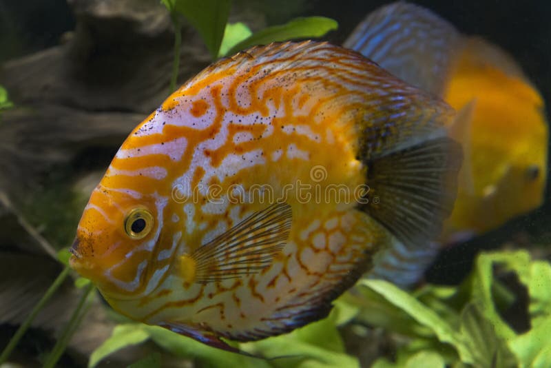 Orange Discus-Fische Mit Schätzchen Stockbild - Bild von schätzchen ...