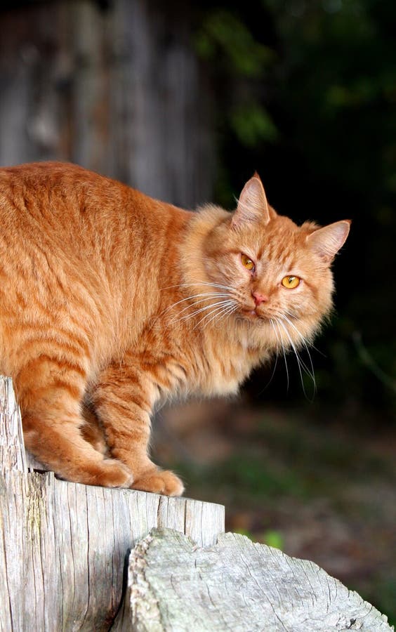 Orange Tabby stock image. Image of gaze, kitten, soft - 1716199