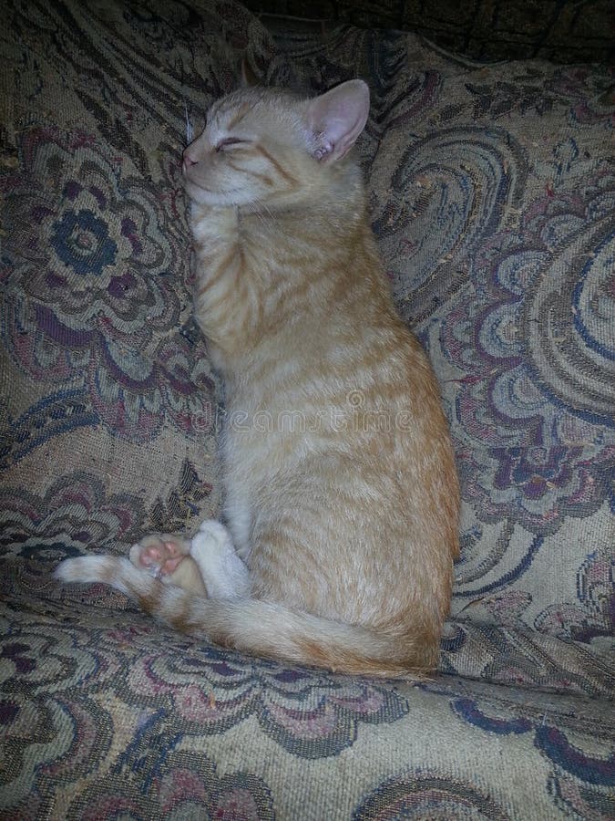 Orange Tabby stock image. Image of tail, gold, rescue - 79764405