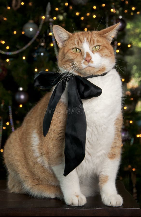 Orange Tabby Cat stock photo. Image of friend, cropped - 17470626