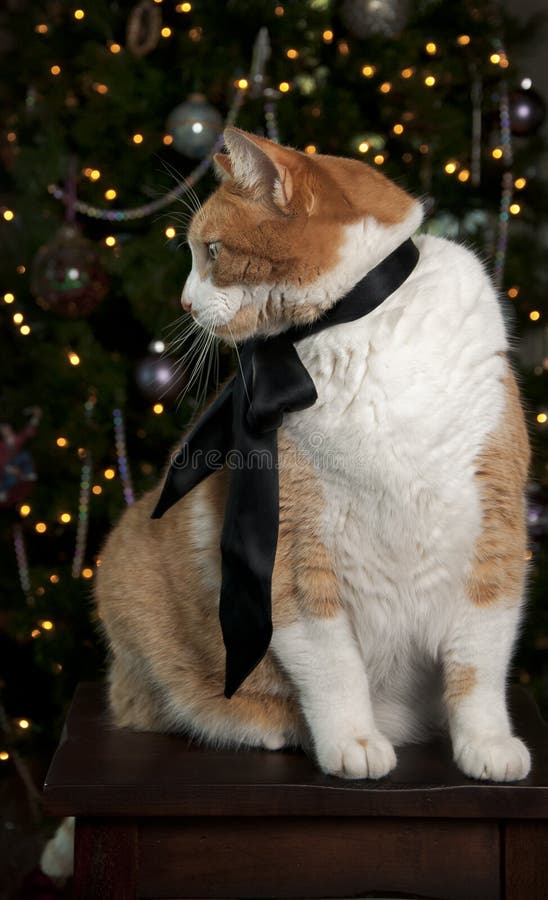 Orange Tabby Cat stock photo. Image of friend, cropped - 17470626