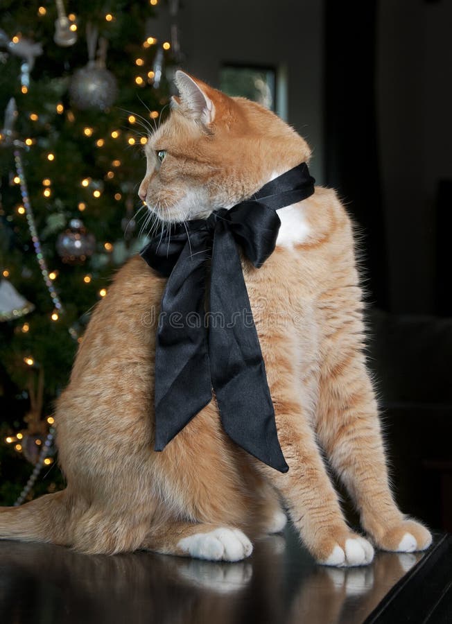 Orange Tabby Cat stock photo. Image of friend, cropped - 17470626