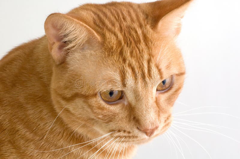 Orange tabby cat stock image. Image of friendship, funny - 7797661