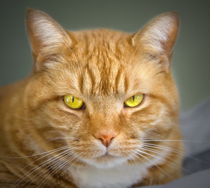 Orange tabby cat stock photo. Image of look, looking, color - 9116800