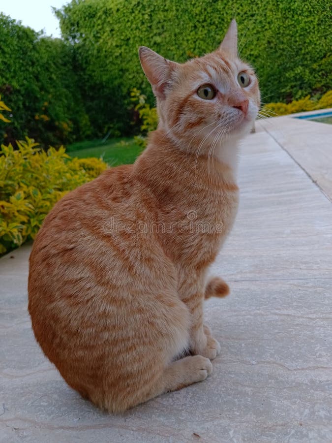 Orange Tabby Cat on Alert To a Bird Stock Photo - Image of bird ...