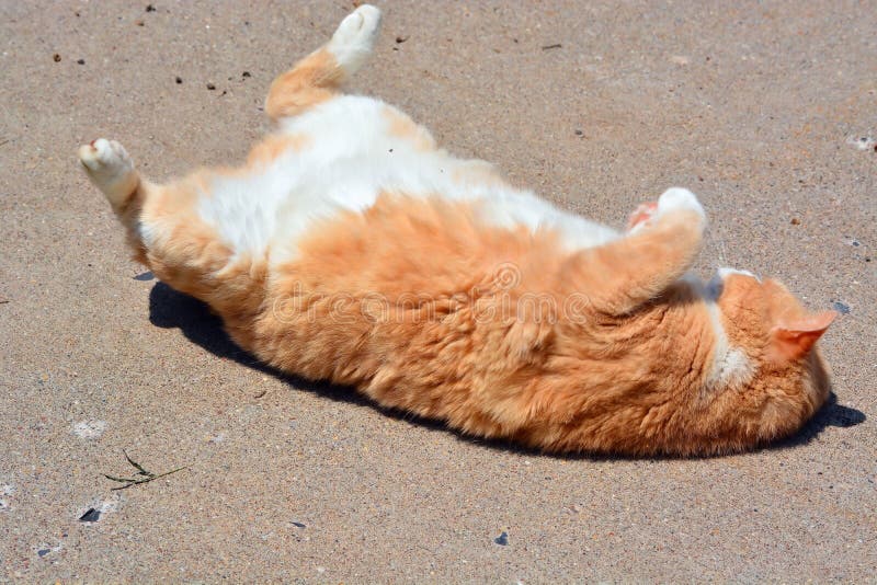 Orange Tabby Cat on Back stock image. Image of cute, path - 56694183