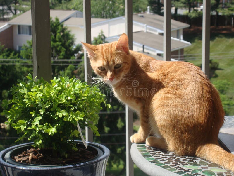 Orange tabby cat stock photo. Image of green, table, boxwood - 79221108