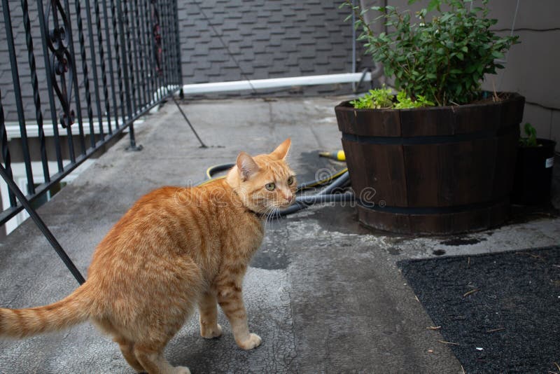 Orange Tabby Cat Begins To Crouch Defensively Stock Image - Image of ...
