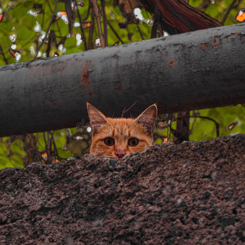 Orange Tabby Cat with Cute Eyes and Sharp Ears Curiously Peering from ...
