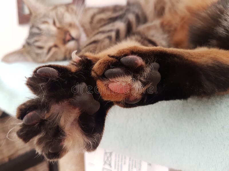 Orange tabby cat cute toes stock photo. Image of animal - 193619082