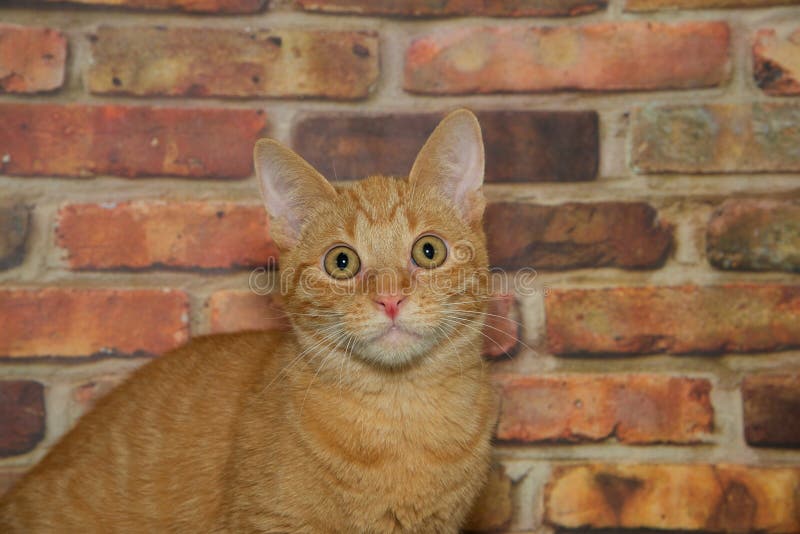Red Tabby Cat on a Brick Wall Stock Photo - Image of tail, wall: 92170988