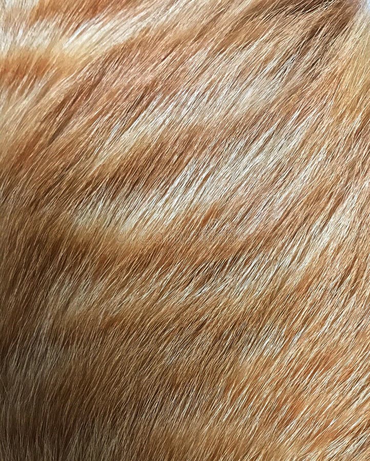 Orange Tabby Cat Fur with Stripes Stock Photo - Image of tabby, stripes ...