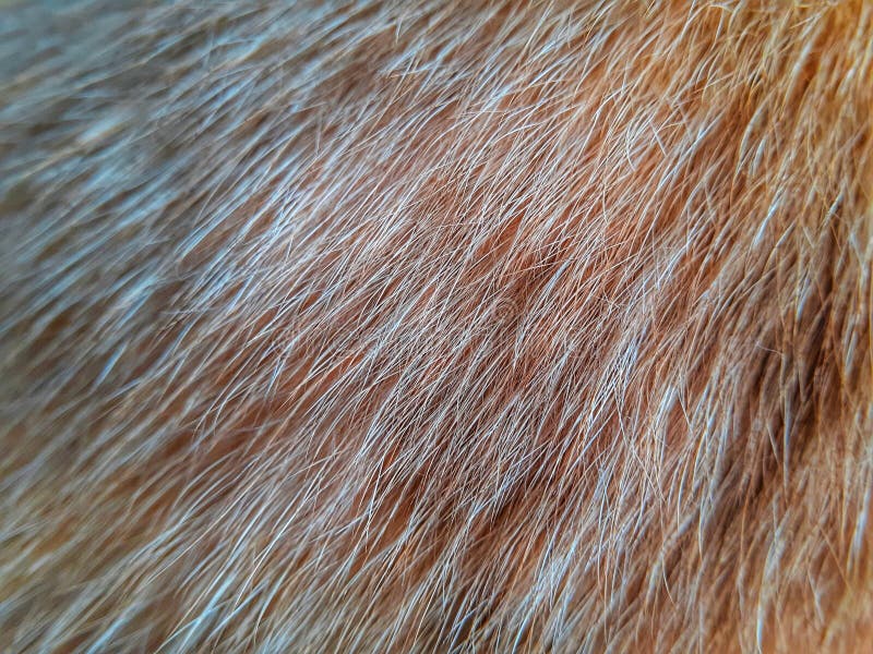 Cat Fur Texture Stock Photos - Download 5,100 Royalty Free Photos