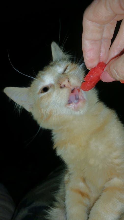 Orange Tabby Cat Kitten Being Fed Watermelon Stock Image - Image of ...