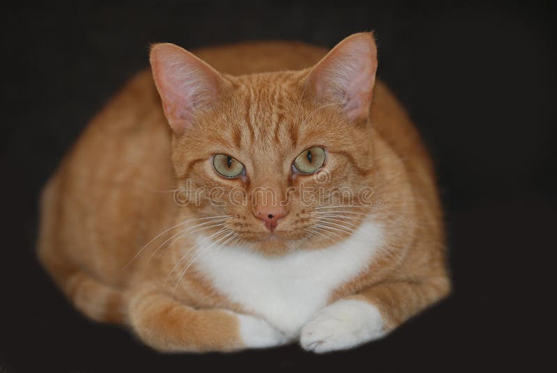 Orange tabby cat stock photo. Image of striped, color - 18910330