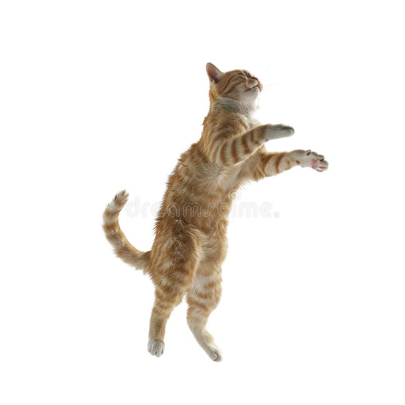 Orange Tabby Cat in Mid Air Stock Image - Illustration of feline, sweet ...