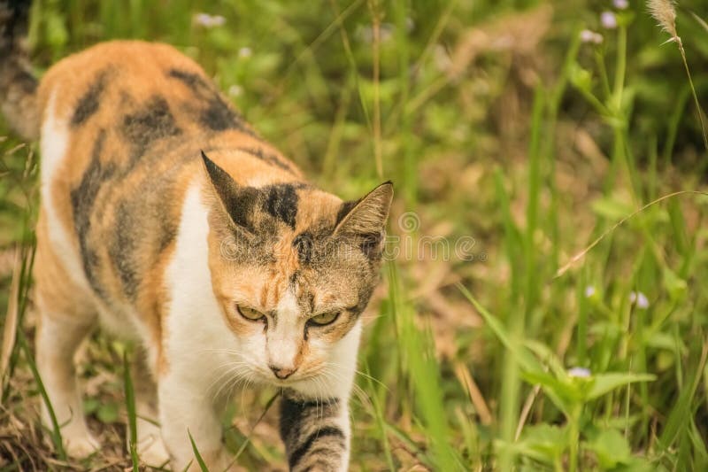 Orange Tabby cat stock image. Image of playing, nature - 278199131
