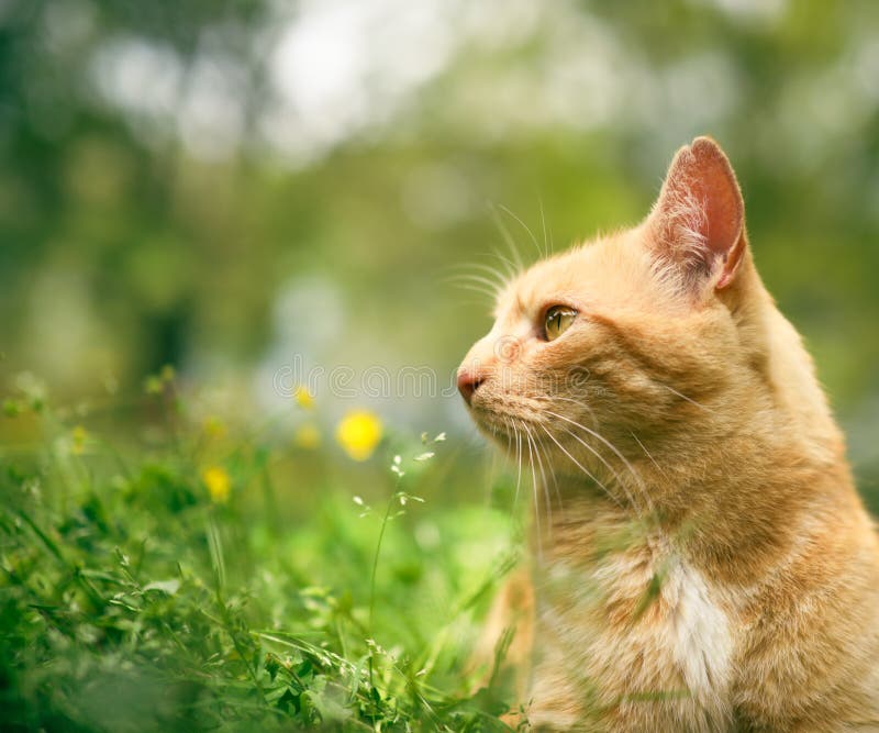 Orange Tabby Cat Outside in the Grass and Staring Off the Side Stock ...