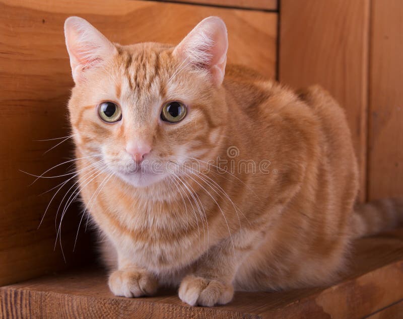 Orange Tabby Cat Running Full Speed Stock Image - Image of funny ...