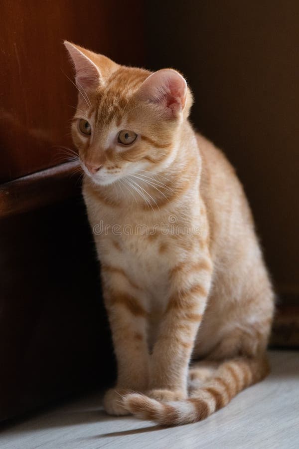 Orange Tabby Cat Sitting at Home, Vertical Shot Stock Photo - Image of ...