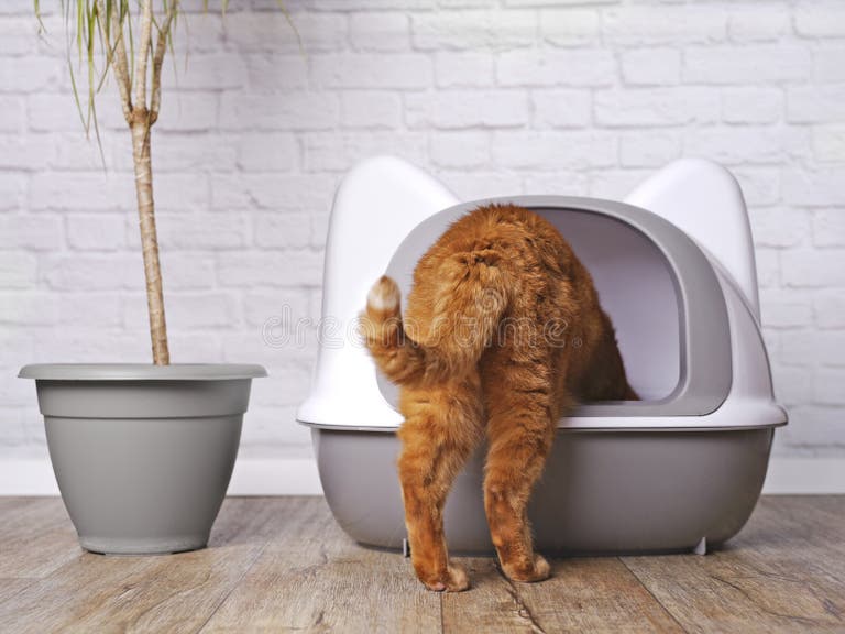 Orange Tabby Cat Step Inside a Closed Litter Box. Stock Image - Image ...