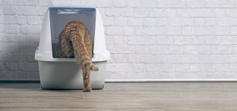 Orange Tabby Cat Step Inside a Litter Box. Stock Photo - Image of ...
