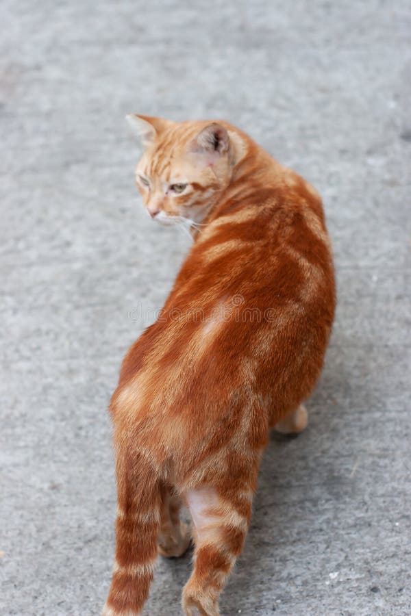 The Orange Tabby Cat, on a Street in Hk Stock Image - Image of young ...