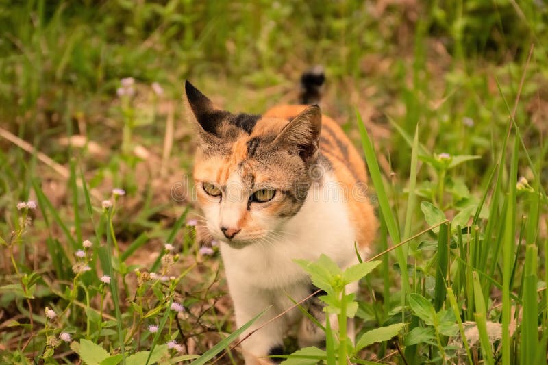 Orange Tabby cat walking stock image. Image of summer - 278278695