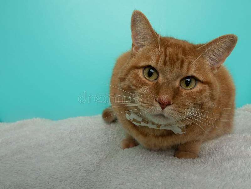 Orange Tabby Cat Wearing a Bow Tie Lying Down Close Up Stock Photo ...