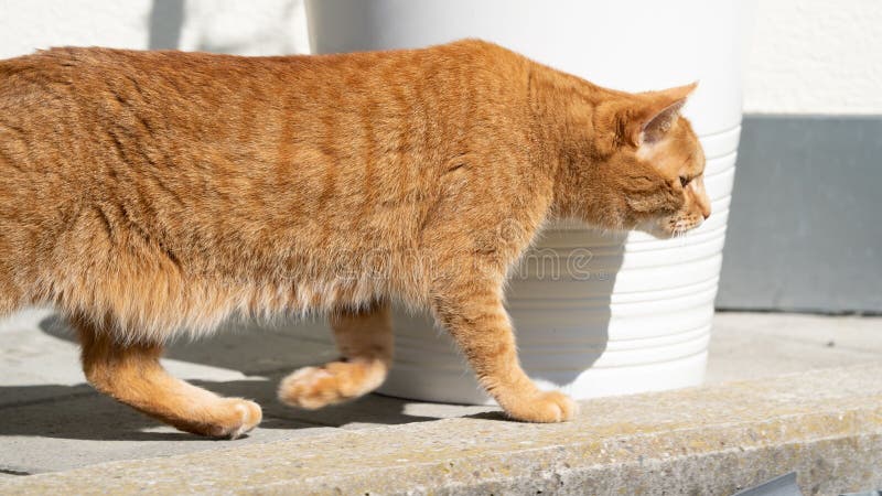 Orange Tabby Domestic Cat Walking in Sunlight. Stock Photo - Image of ...