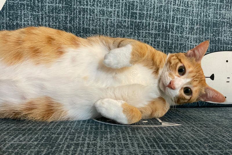 Orange Tabby Cat Playing and Playing. Small Kitten Looking at Camera ...