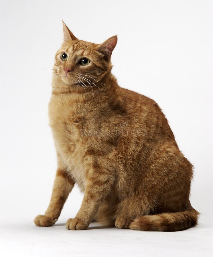 43,561 Orange Tabby Katze Stock Fotos - Freie & Royalty-Free Stock ...