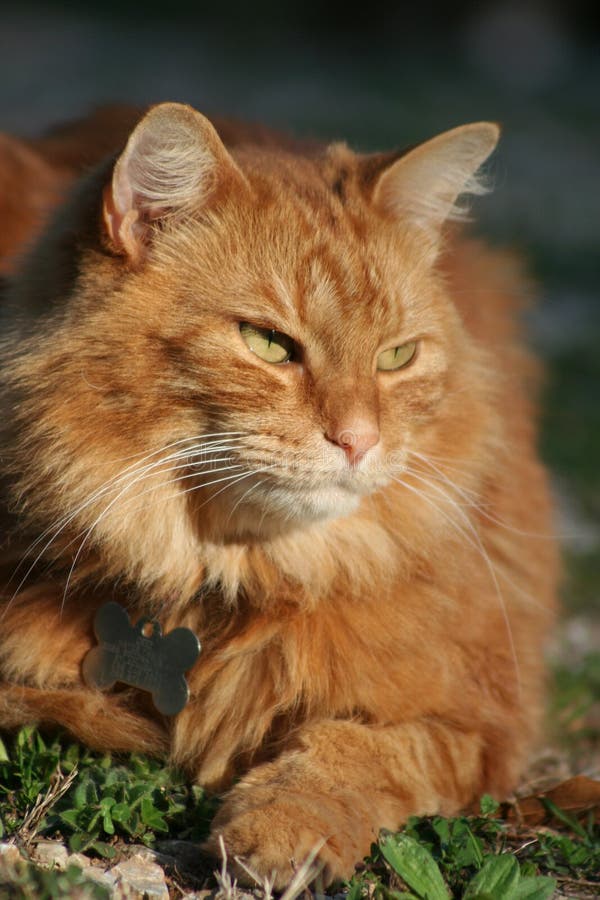 Orange Katze Der Getigerten Katze Und Sein Alter Turnschuh Stockfoto ...