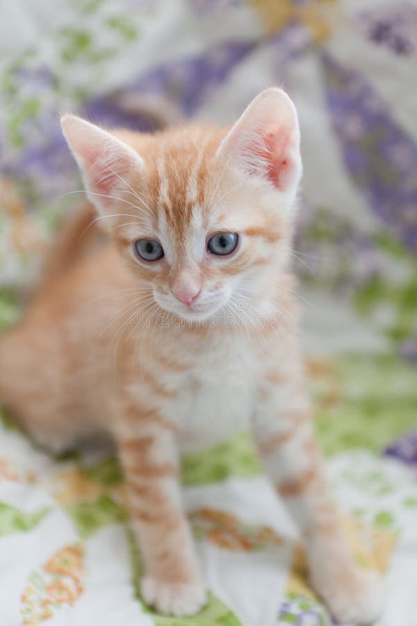 Orange Tabby Kitten Sitting on a Quilt Stock Photo - Image of young ...