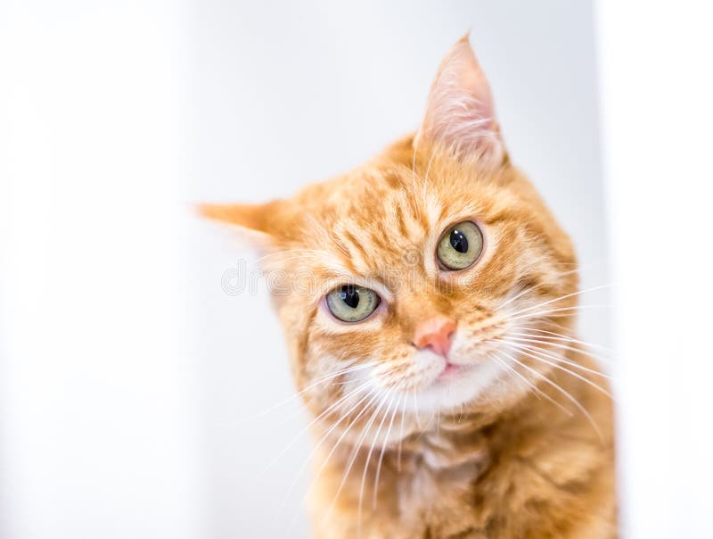 An Orange Tabby Shorthair Cat with a Head Tilt Stock Image - Image of ...