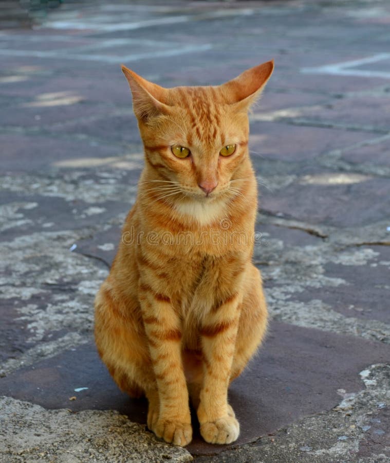 Orange Tabby Thai Cat Sitting on the Floor Stock Image - Image of face ...