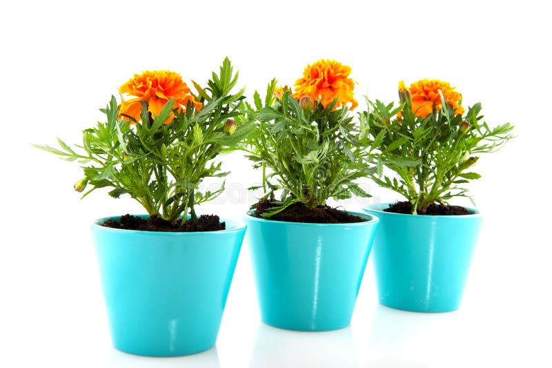 Orange Tagetes stock image. Image of tagetes, summer - 12810783
