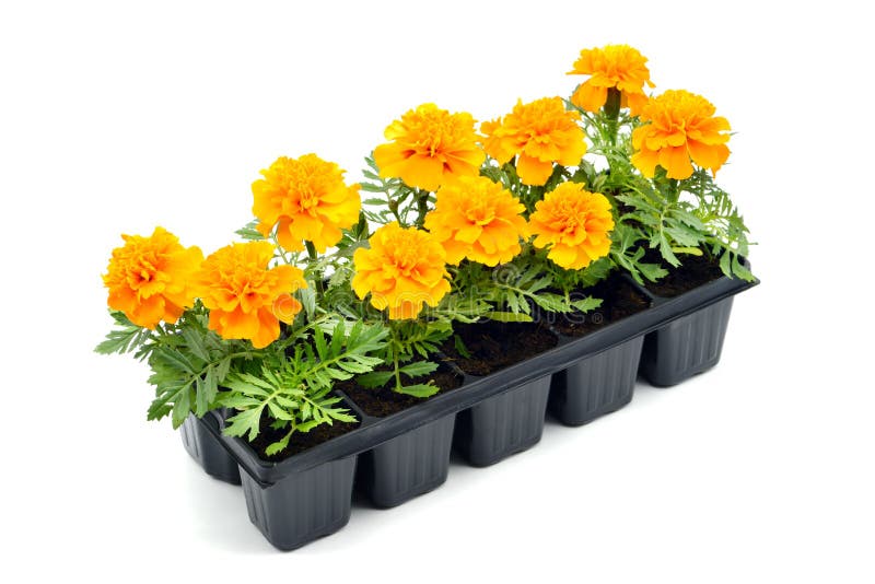 Orange Tagetes Flower Tray Box on White Isolated Background Stock Image ...