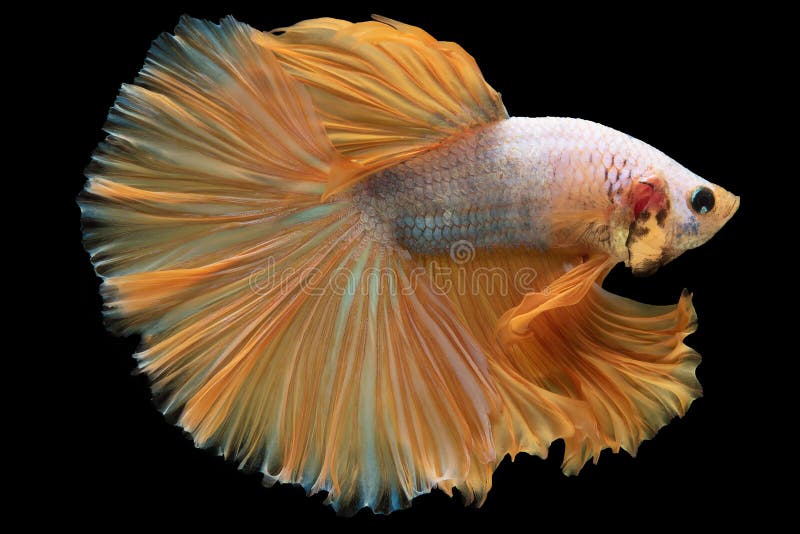 The Orange Tail of the Betta Fish Serves As a Visual Representation of ...