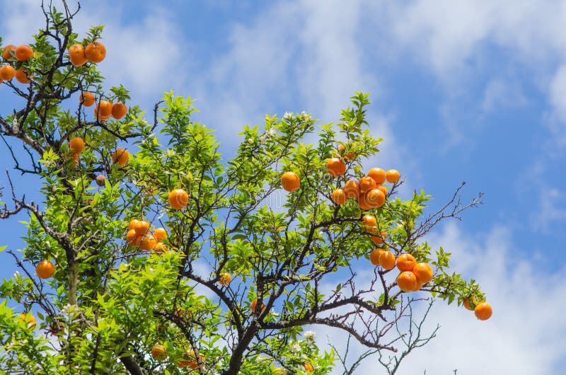 Tangerine - Branch stock image. Image of botanic, living - 98939733