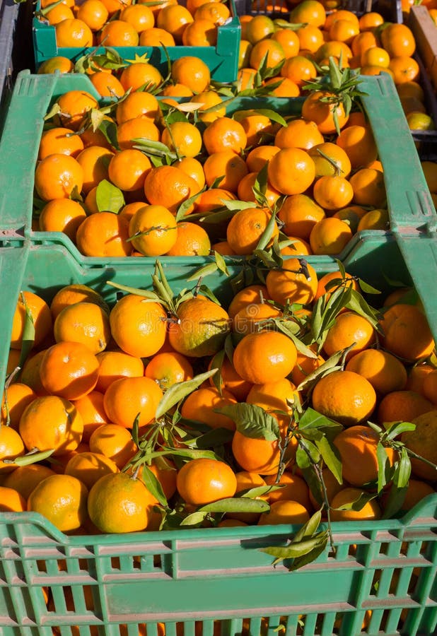 Orange Tangerine Fruits in Harvest in a Row Baskets Stock Photo - Image ...