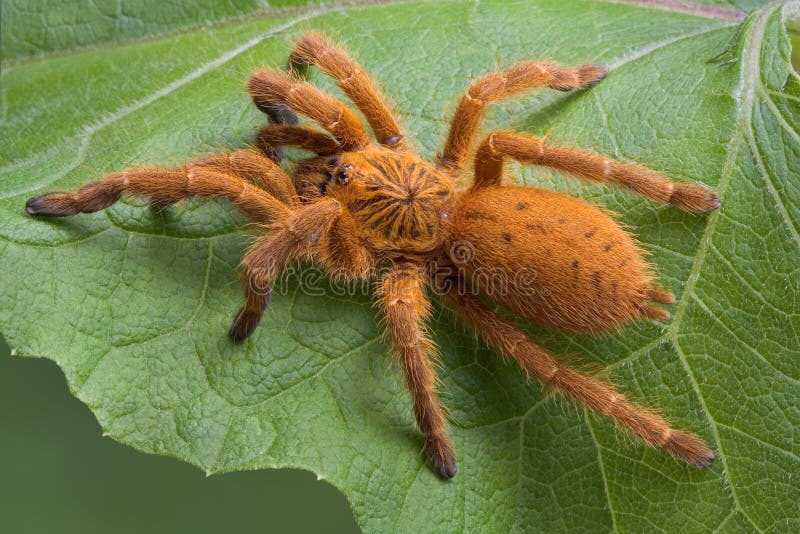 Orange Tarantula. Philippinus. Philippine Tangerine is a Species of ...
