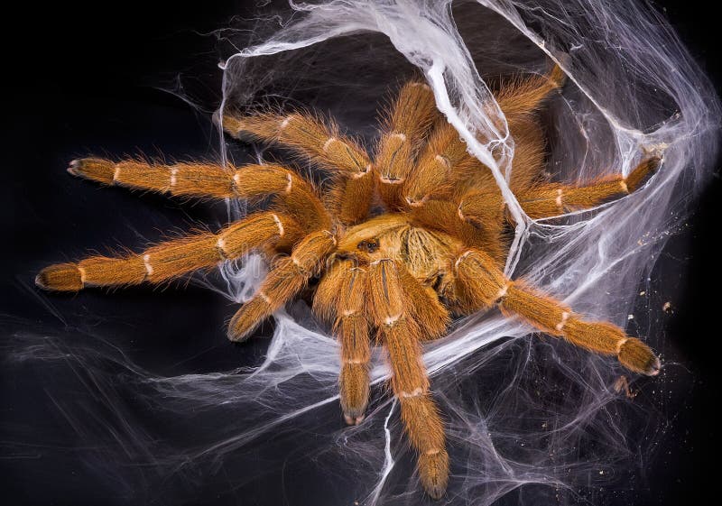 Orange Tarantula in Web stock image. Image of wildlife - 14453667