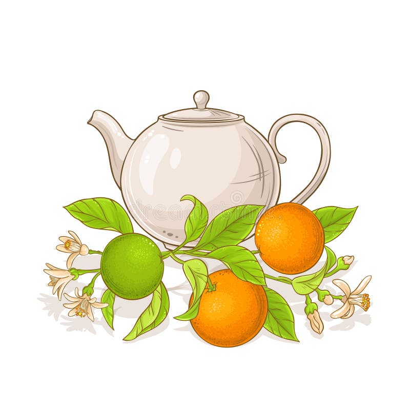 Orange tea illustration stock vector. Illustration of citrus - 121054982