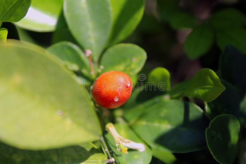 Mini citrus fruit texture stock photo. Image of flower - 194632106